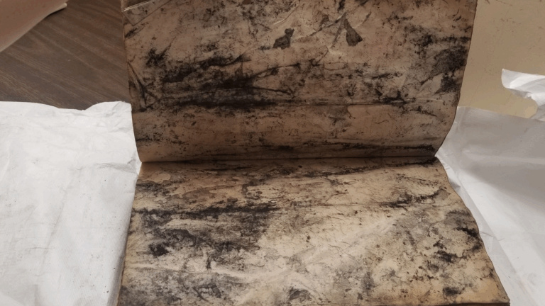 Removing Mold from Paper: Guide for Books & Posters - Opple House