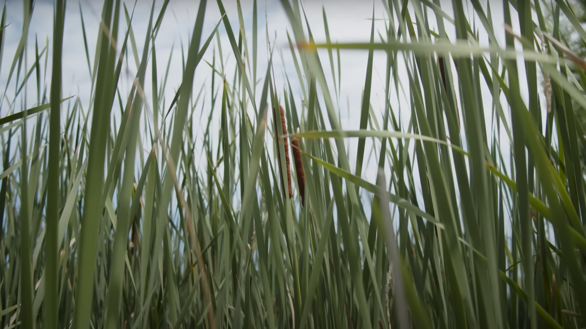 Step-by-Step Guide for Installing a Thatched Roof - Opple House