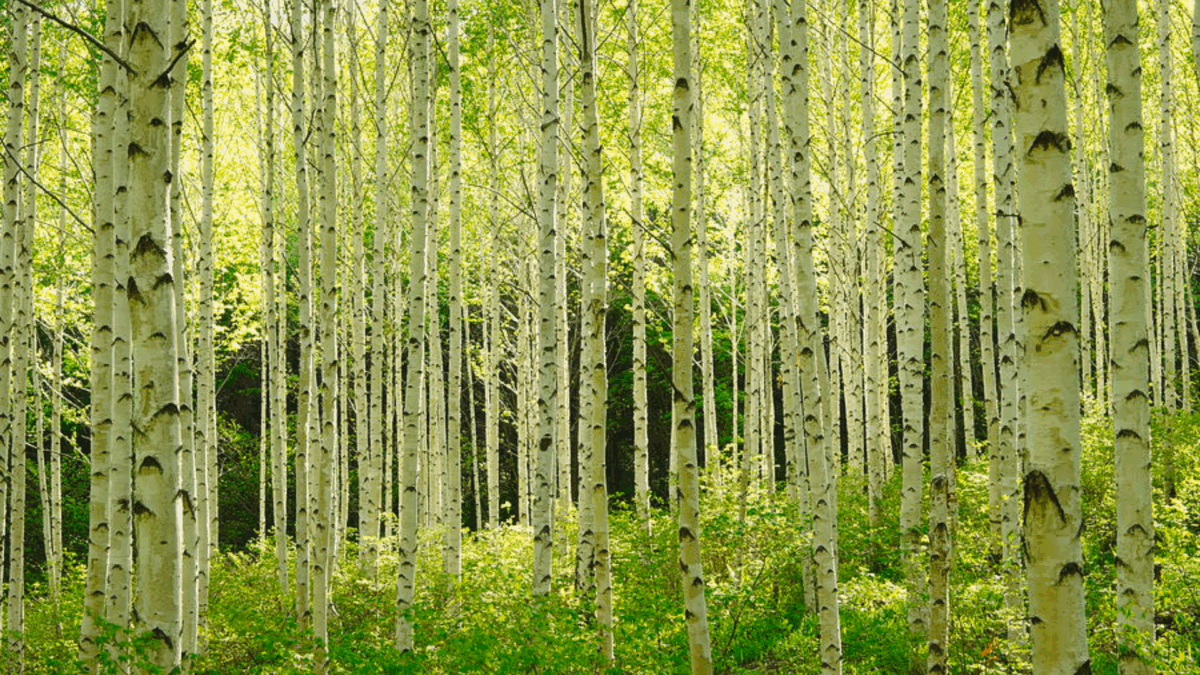 Is Birch Wood Considered a Hardwood? - Opple House