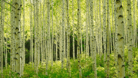 Is Birch Wood Considered a Hardwood? - Opple House