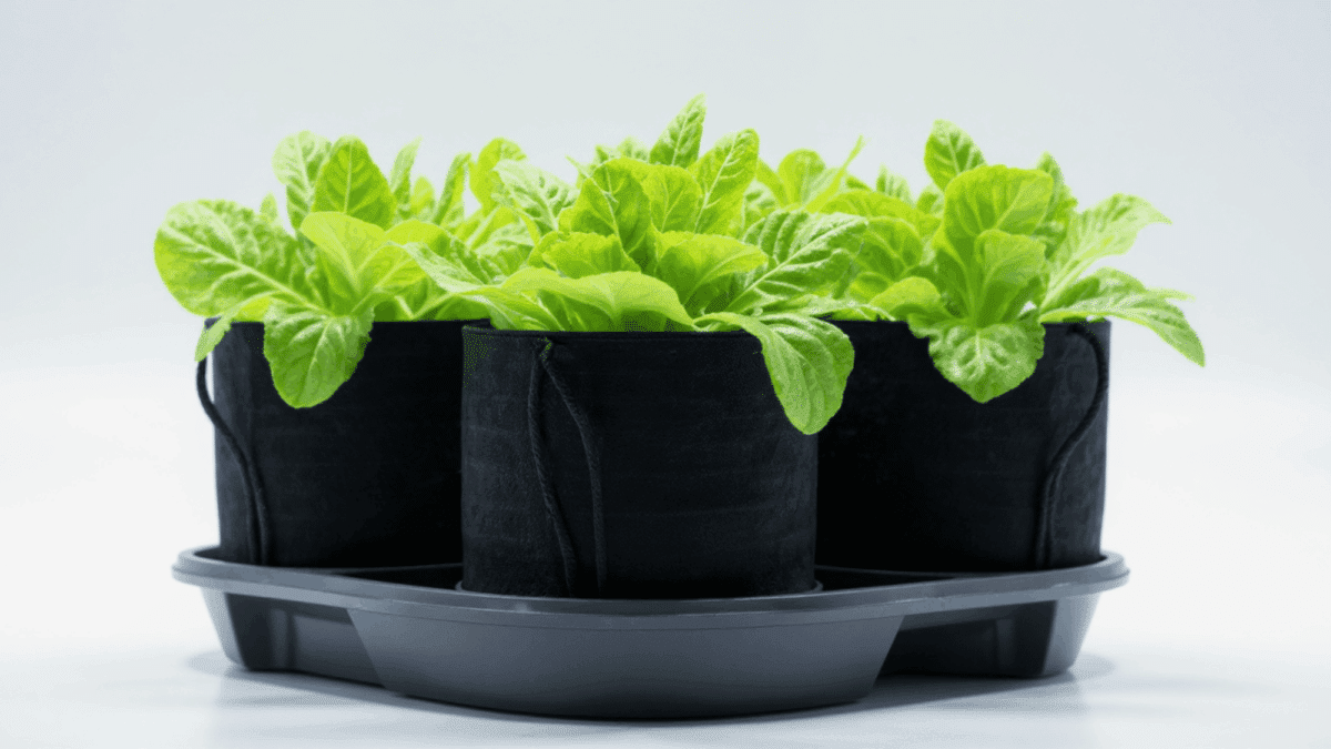 Growing Lettuce Indoors Made Simple in 5 Easy Steps - Opple House
