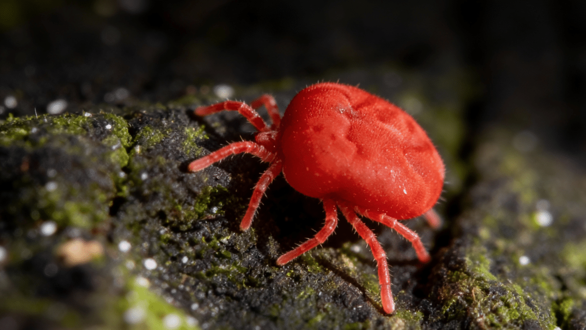 How to Get Rid of Chiggers in Your Yard? - Opple House