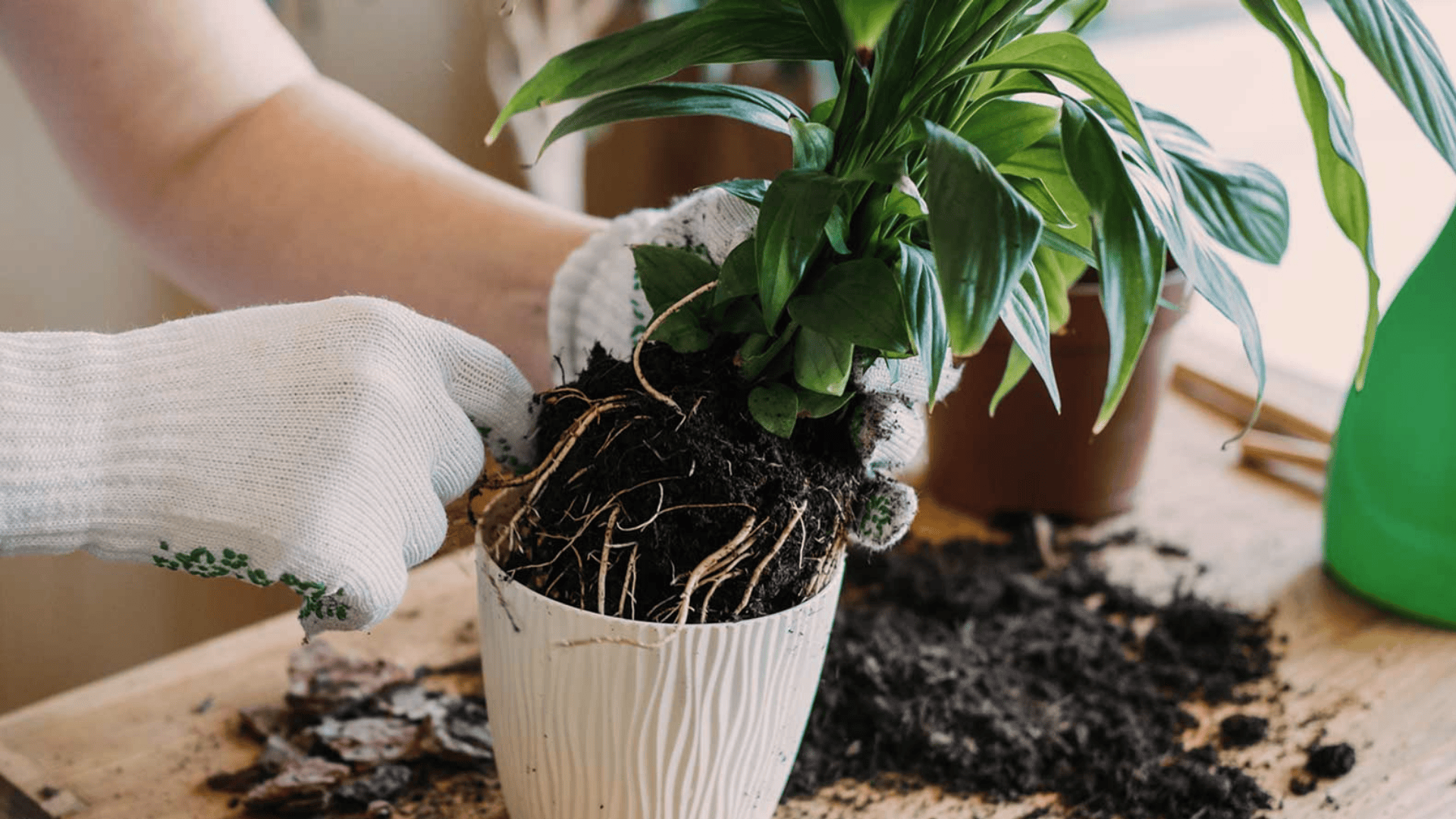 How to Grow and Care for a Peace Lily as a Beginner? - Opple House