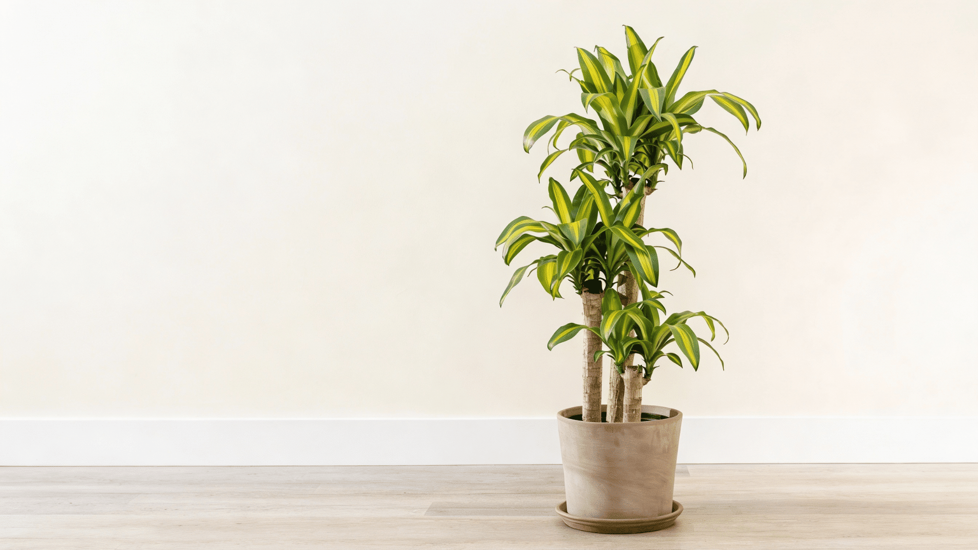 How to Take Care of a Corn Plant Successfully - Opple House