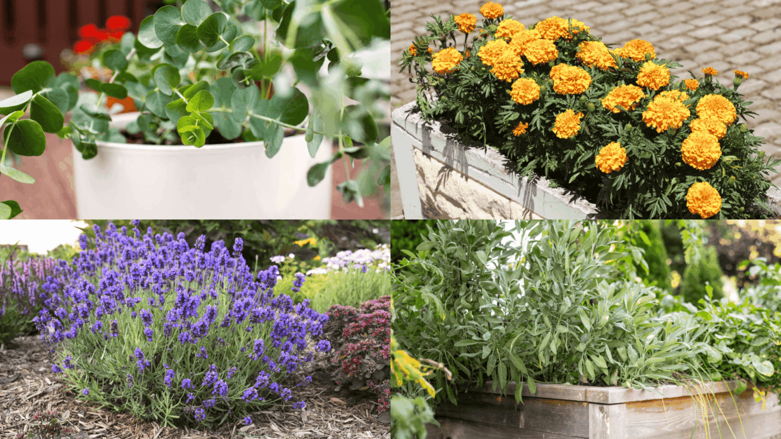 13 Best Plants that Repel Mosquitoes Naturally - Opple House