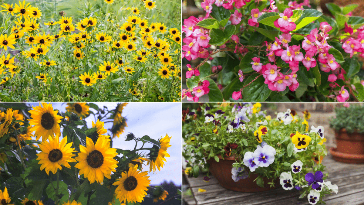 17 Easy Flowers to Grow for Beginners at Home - Opple House
