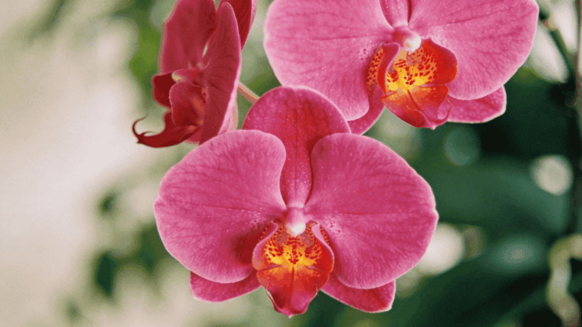 13 Easy Tips on How to Care for Orchid Year-Round - Opple House