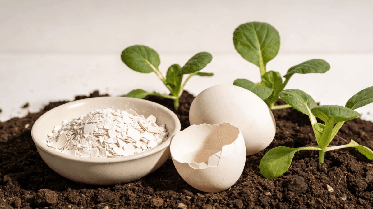 17 Easy Homemade Organic Recipes of Natural Plant Fertilizer - Opple House