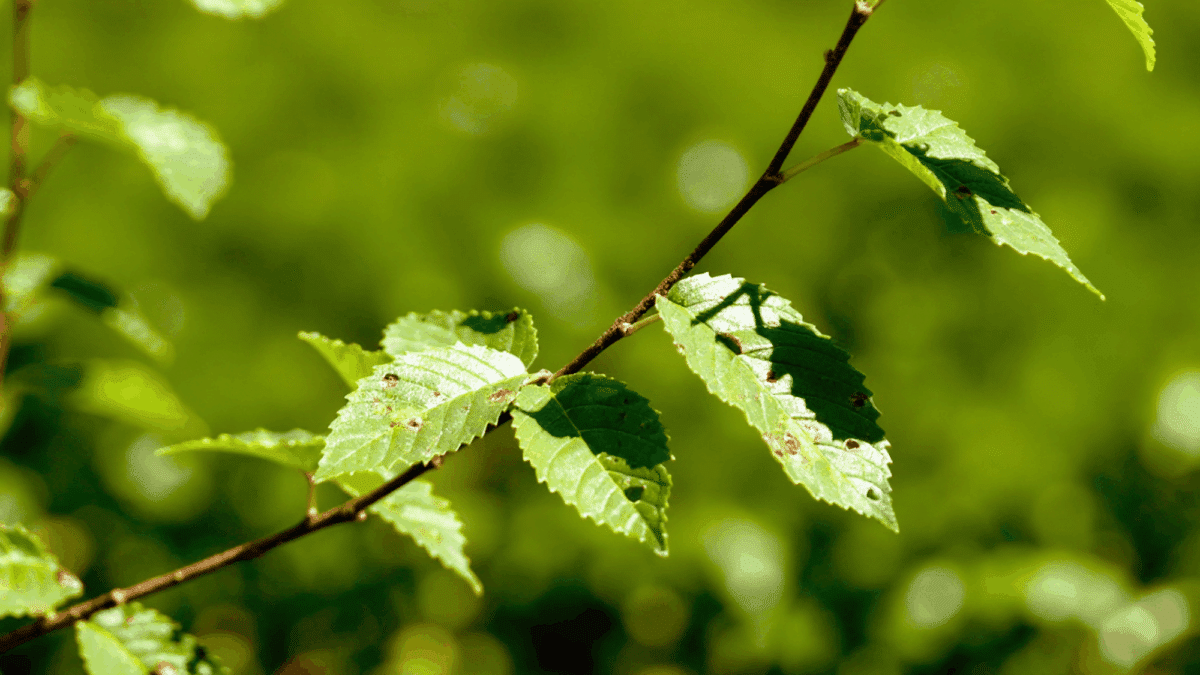 Everything You Need to Know About Elm Trees - Opple House