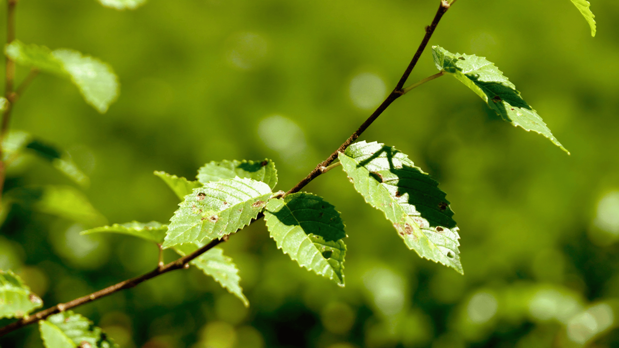 Everything You Need to Know About Elm Trees - Opple House