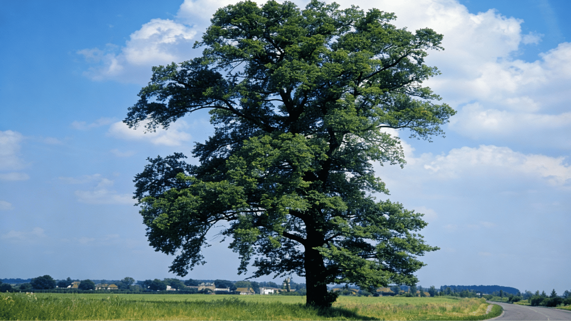 Everything You Need to Know About Elm Trees - Opple House