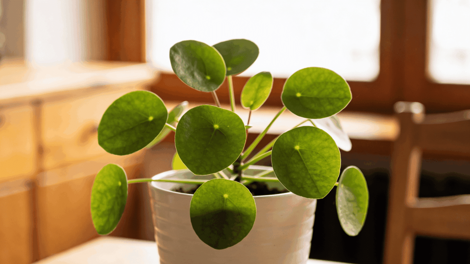How to Care for a Chinese Money Plant - Opple House