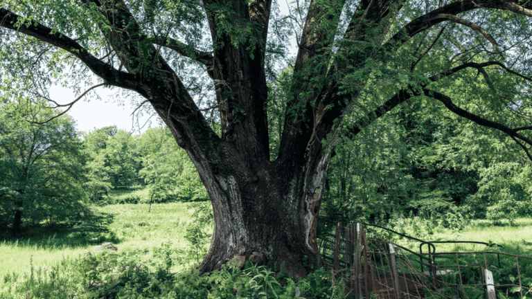 Everything You Need to Know About Elm Trees - Opple House