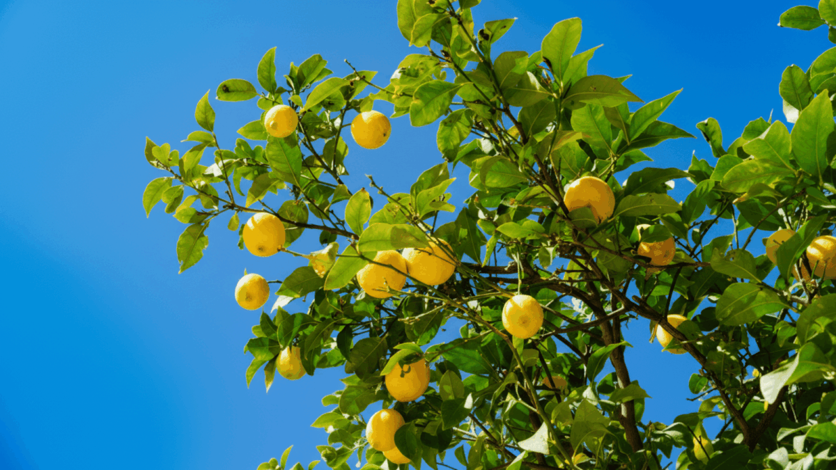 All 42 Known Types of Lemons Around the World - Opple House