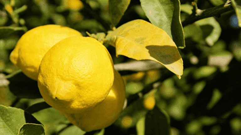All 42 Known Types of Lemons Around the World - Opple House