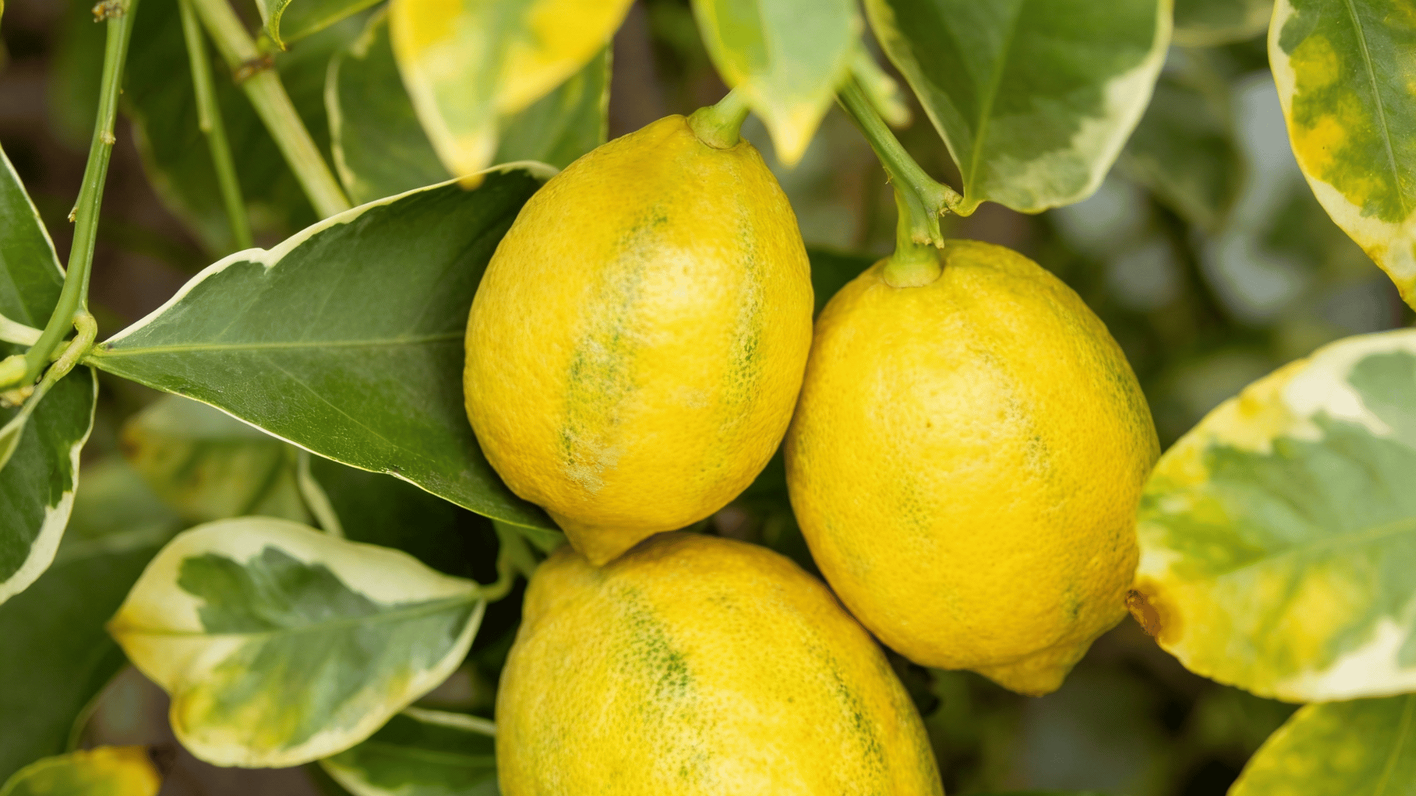 All 42 Known Types of Lemons Around the World - Opple House