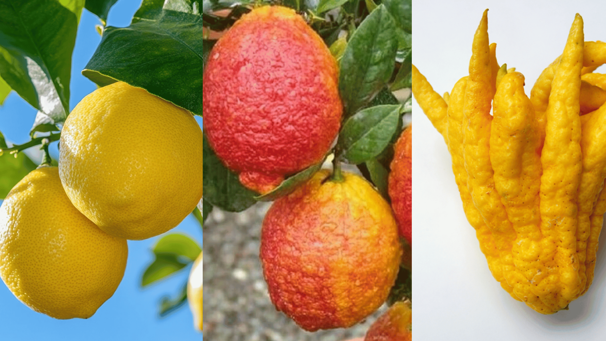 All 42 Known Types of Lemons Around the World - Opple House