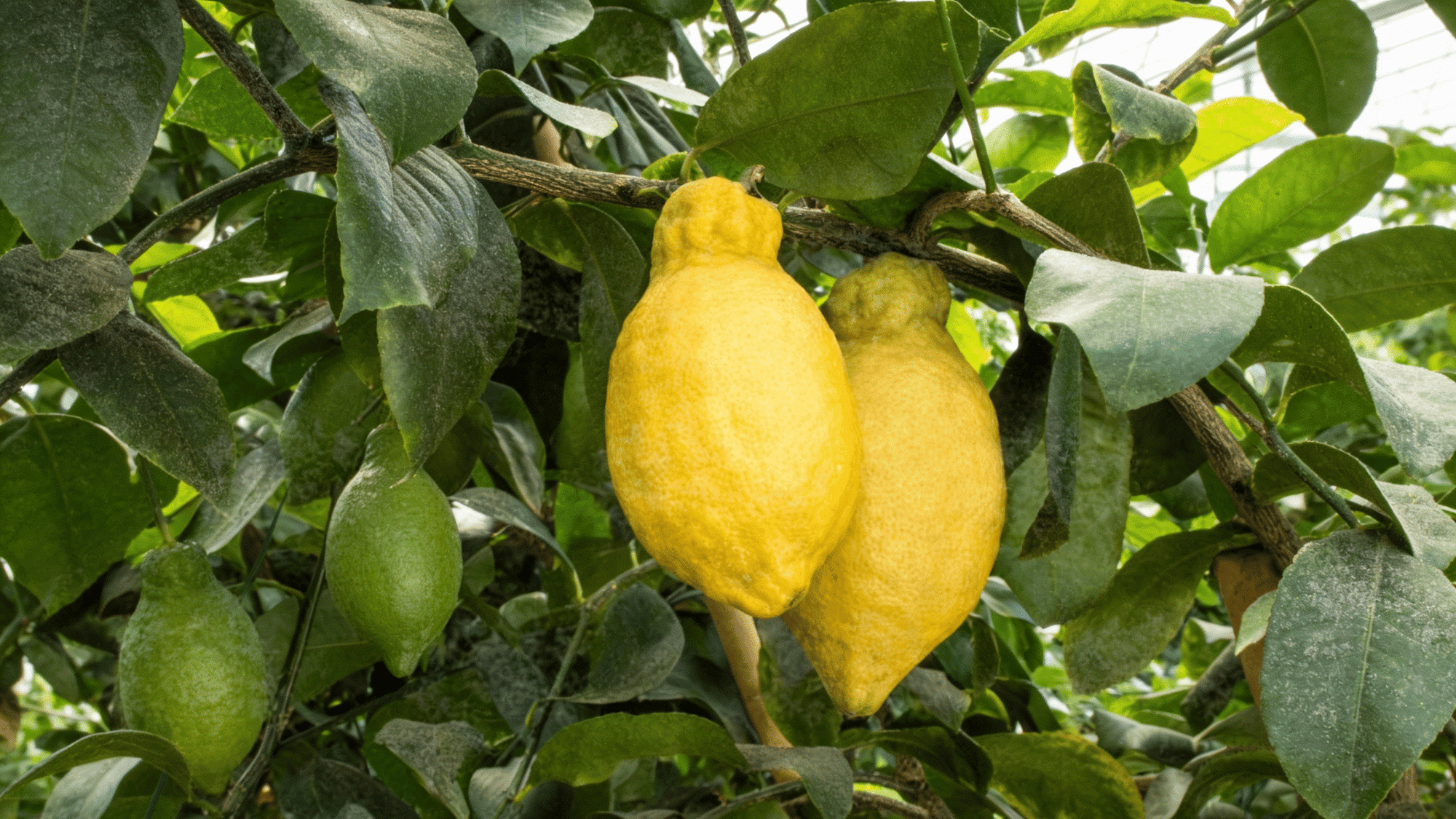 All 42 Known Types of Lemons Around the World - Opple House