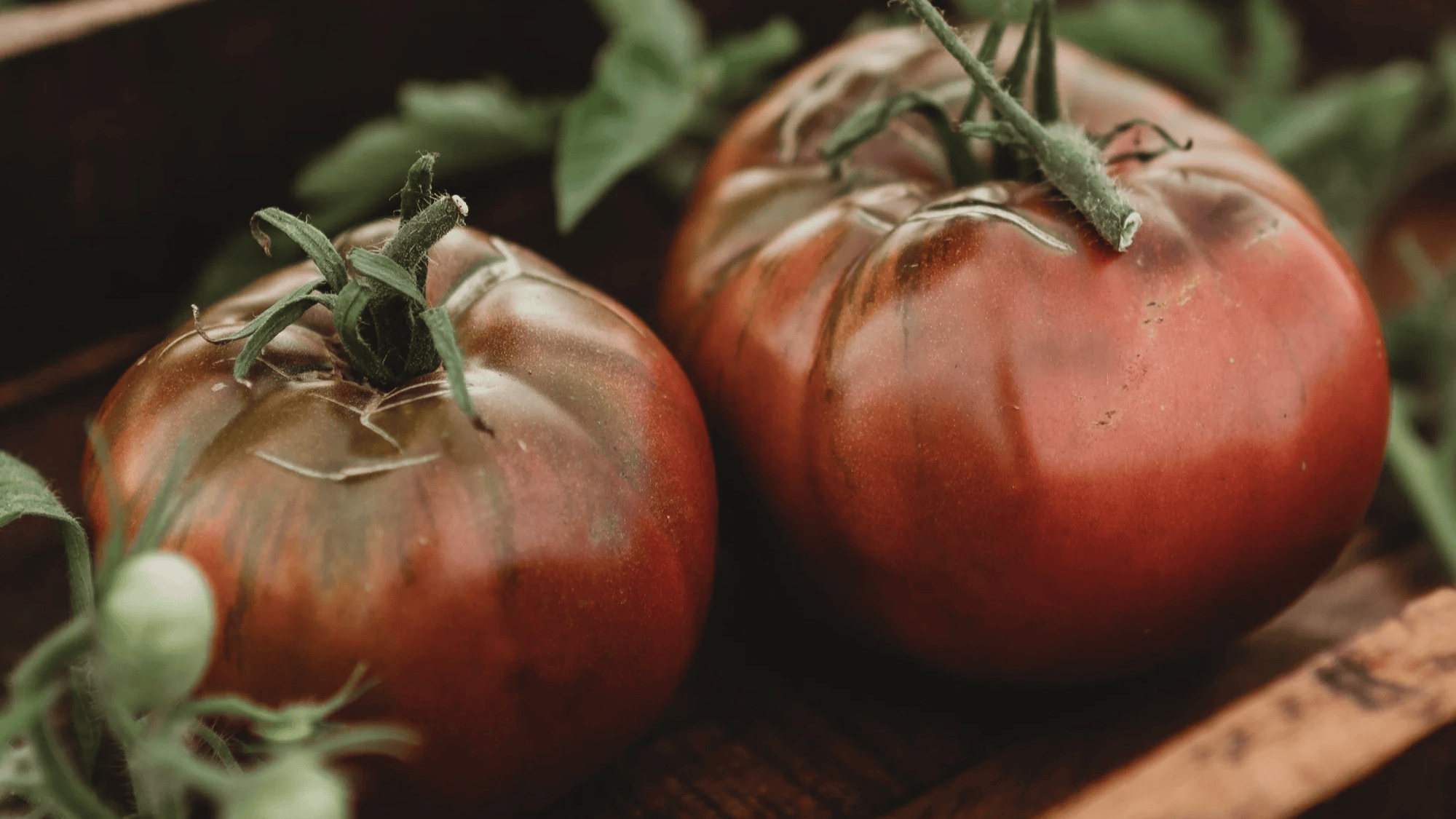 25 Different Kinds of Tomatoes and Their Uses - Opple House
