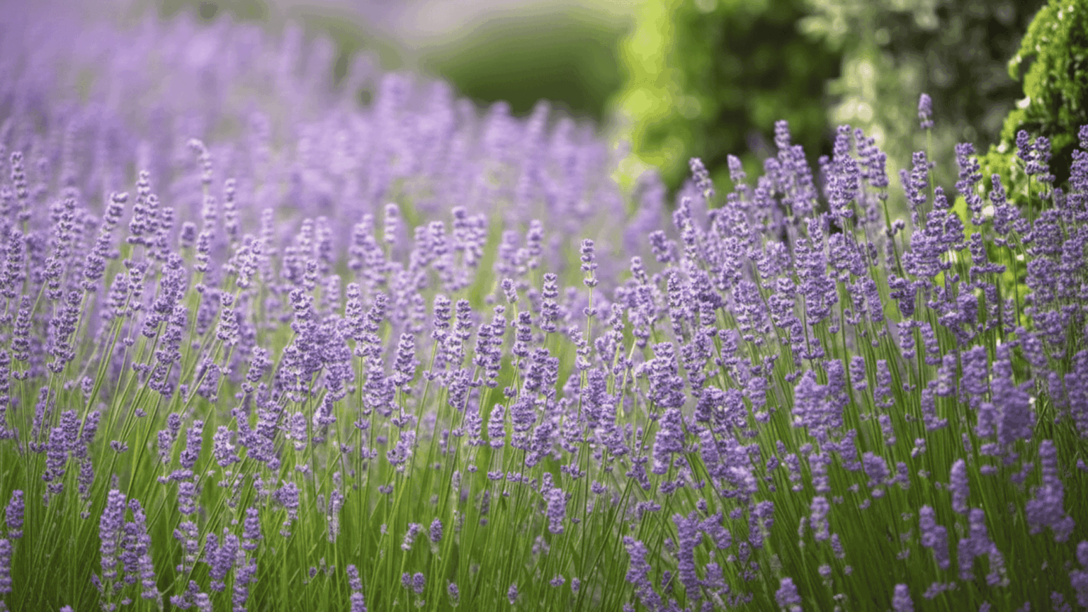 21 Drought Resistant Plants for Easy Dry Gardens - Opple House