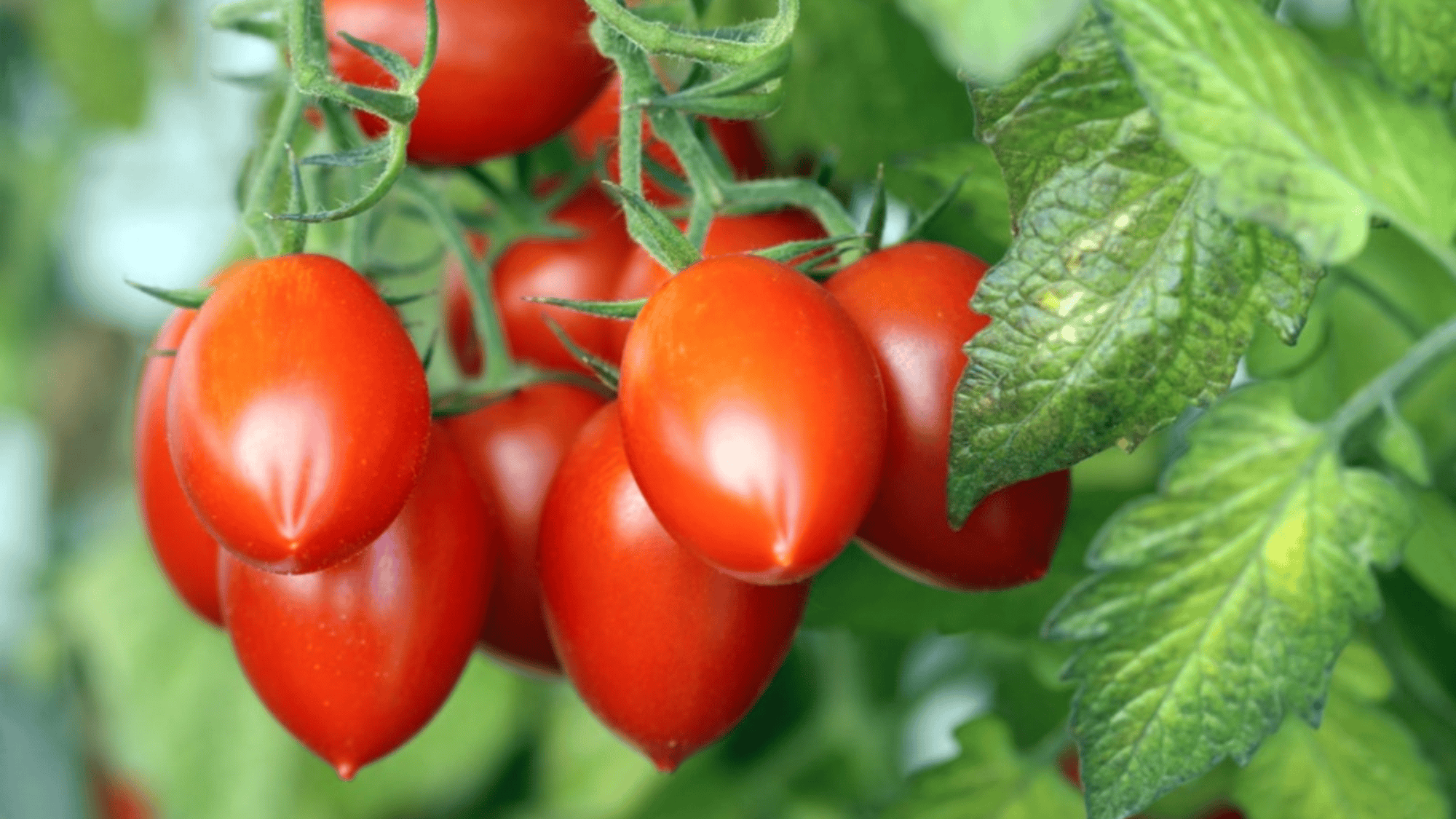25 Different Kinds of Tomatoes and Their Uses - Opple House